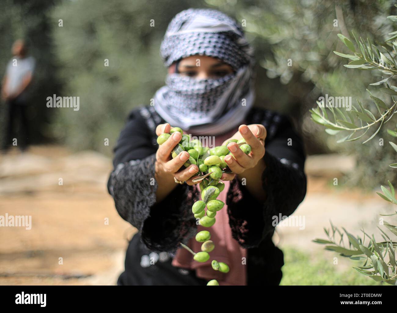 A Palestinian woman harvests olives from a tree during the harvest ...