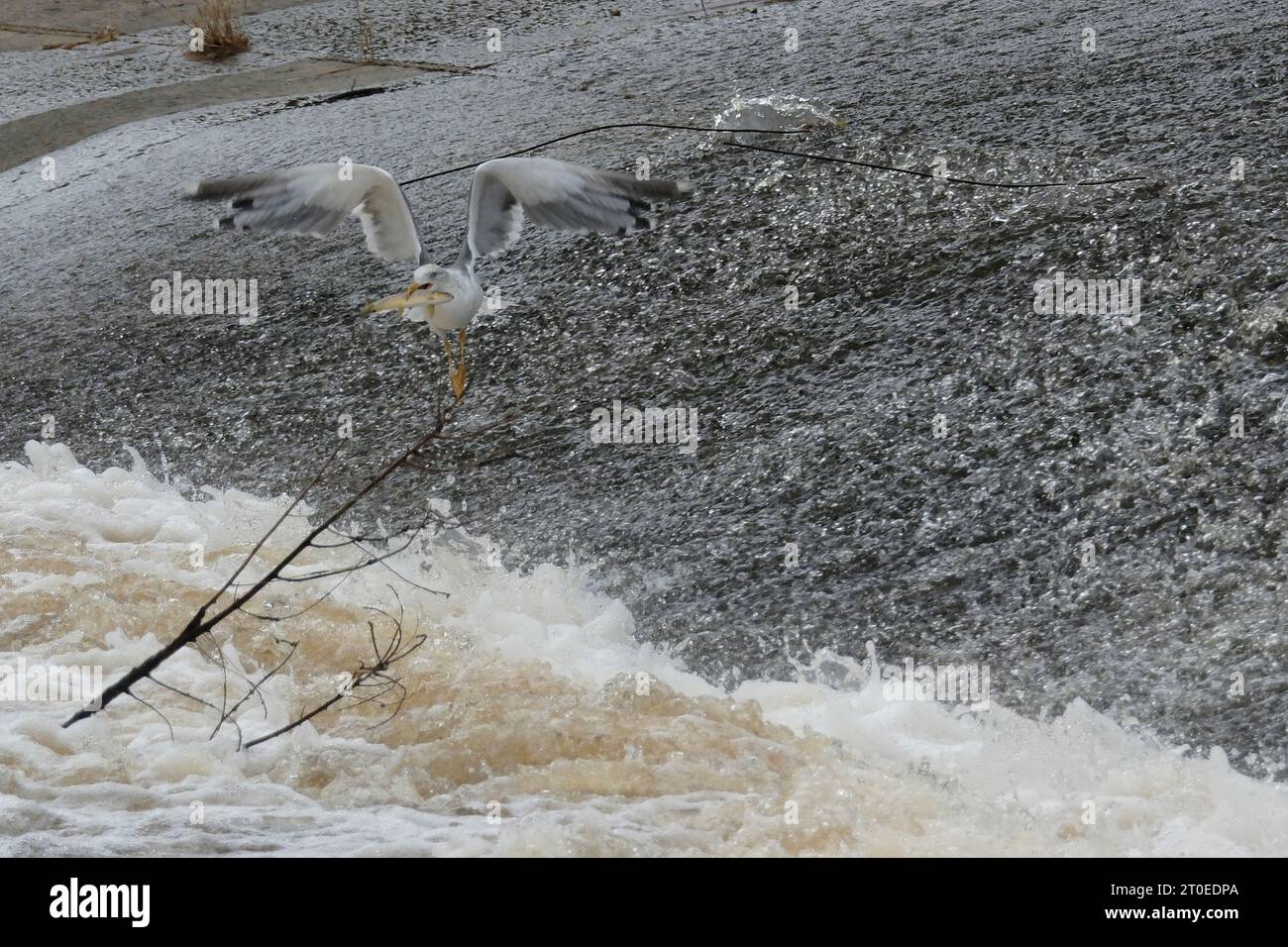 Selkirk, UK. 06th Oct, 2023. Salmon on the River Ettrick, near Selkirk ...