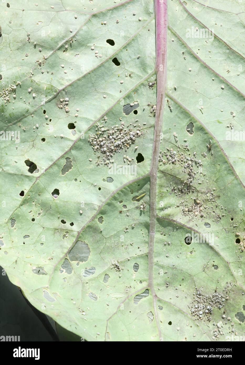 Grey aphid infestation on the underside of purple turnip leave. Top ...