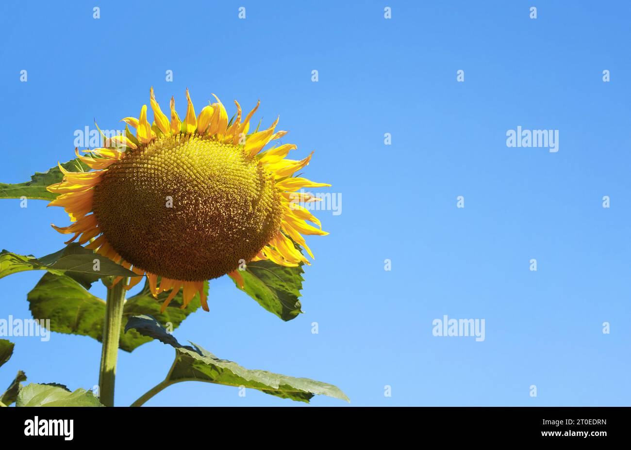 Sunflower with blue sky. Summer nature background. Beautiful giant ...