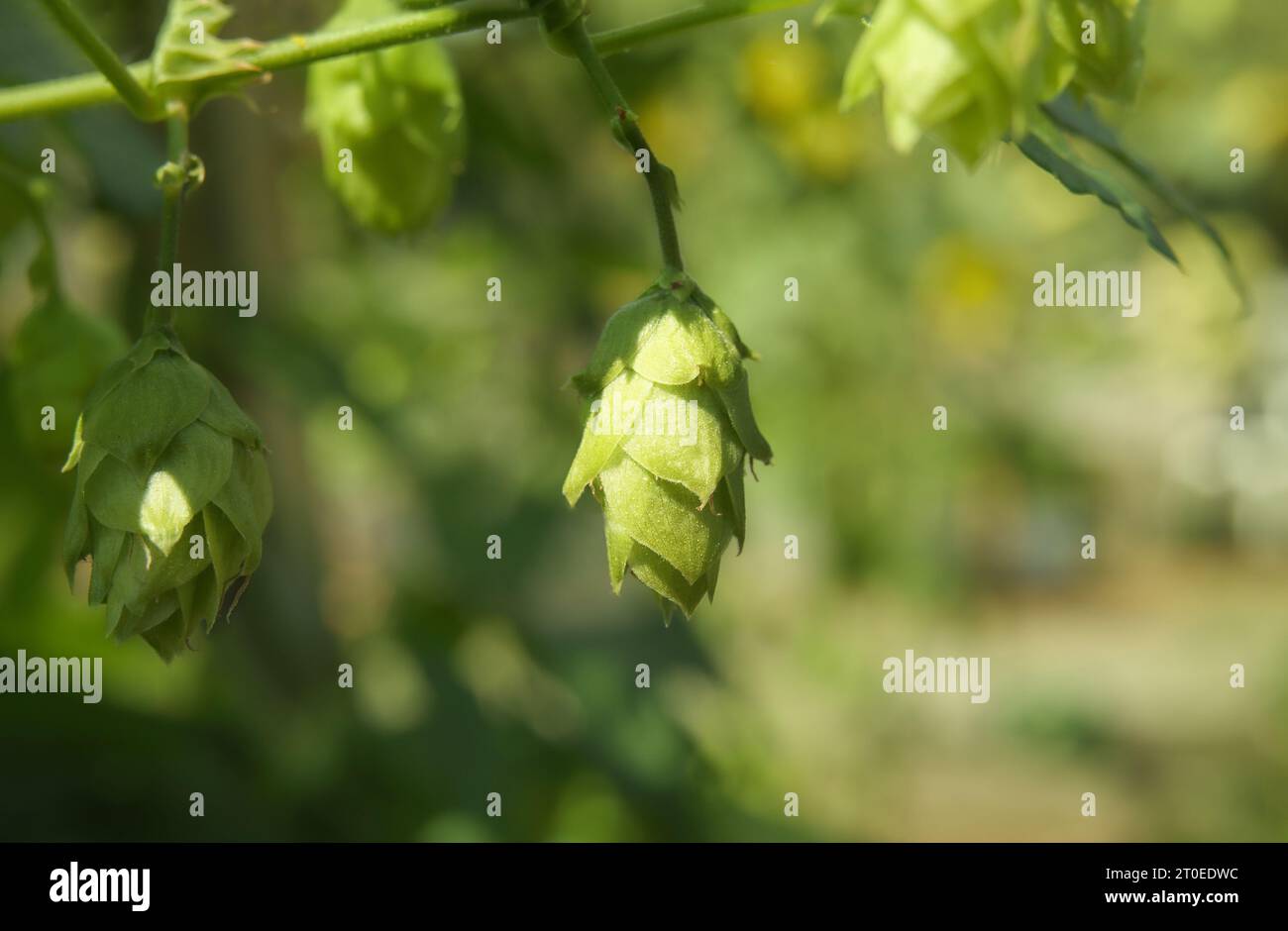 Hop cone hi-res stock photography and images - Alamy
