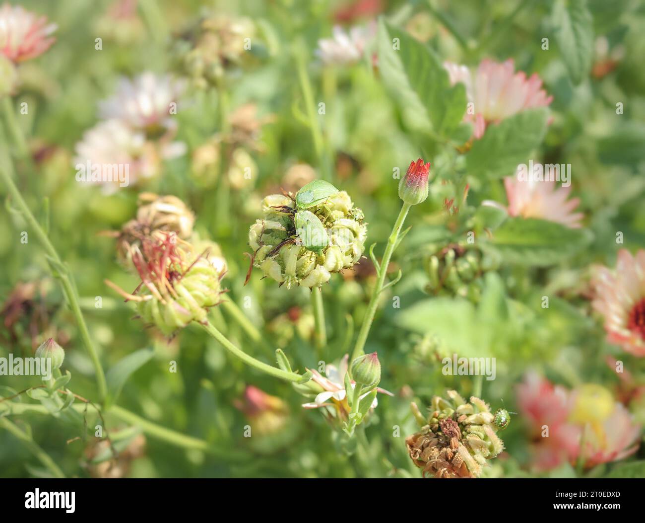 Southern green stink bug mating back-to-back on calendula flower head ...