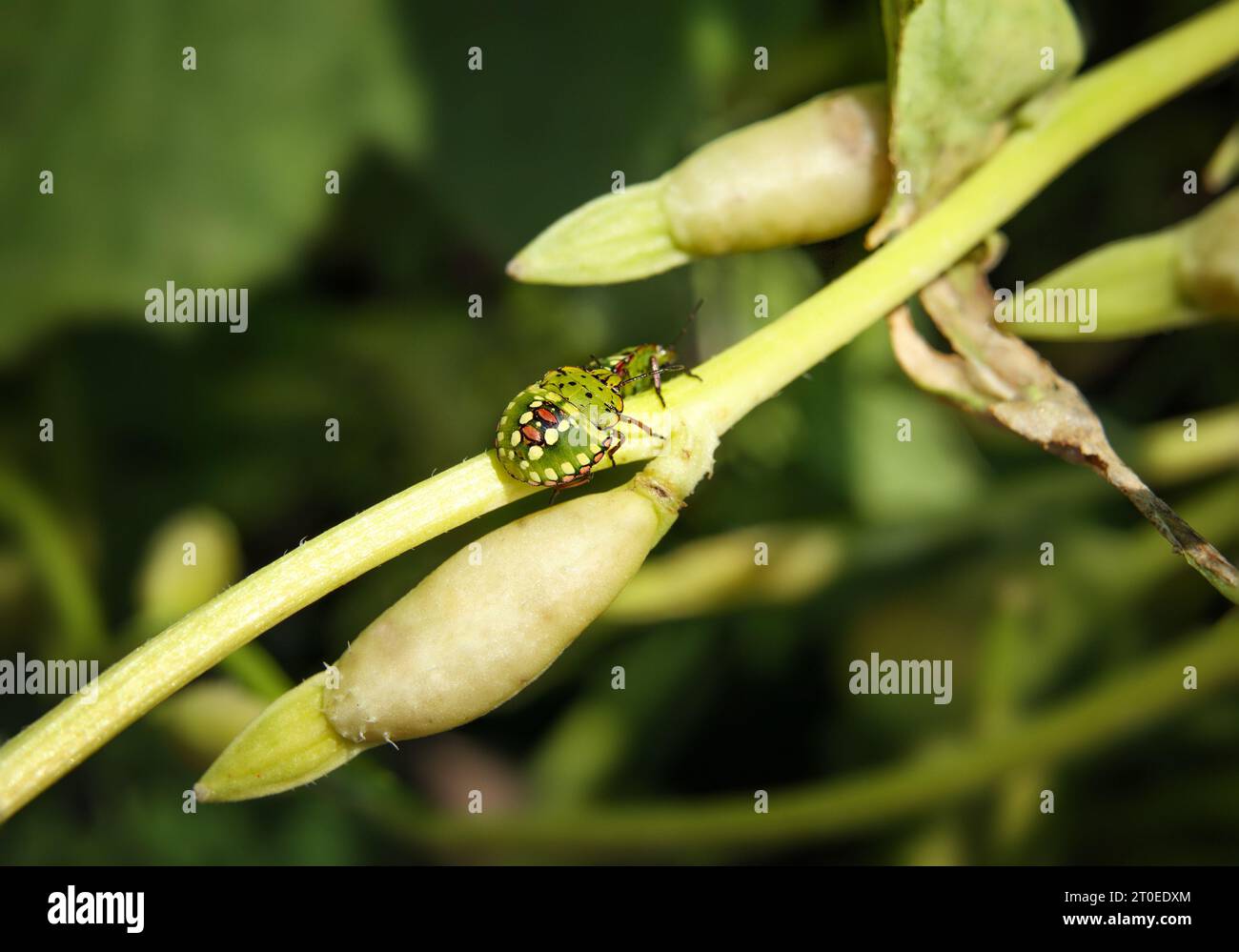 Southern green stink bug 4th instar or nymph on twig. Known as southern ...