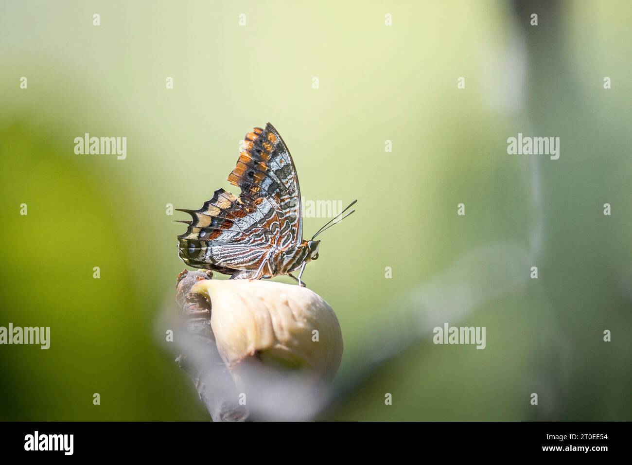 Foxy emperor butterfly on a fig hi-res stock photography and images - Alamy