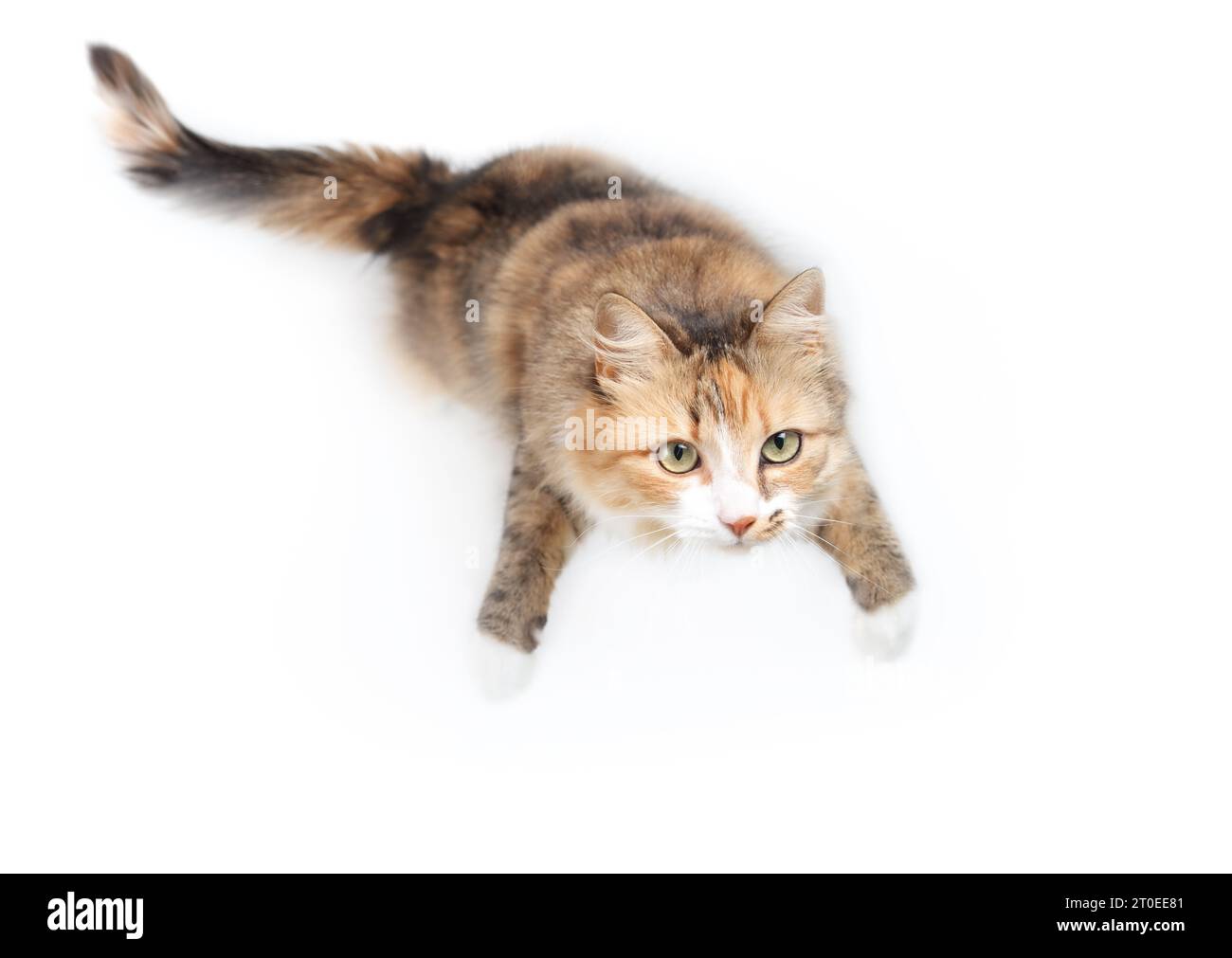 Cat standing on hind legs hi-res stock photography and images - Alamy