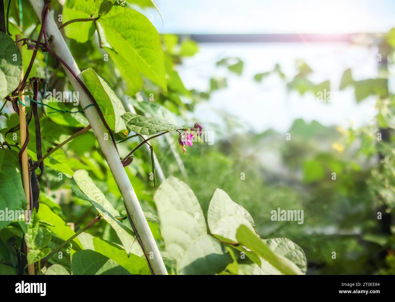 Purple bean flower in roof garden. Lush green pole bean plants with ...
