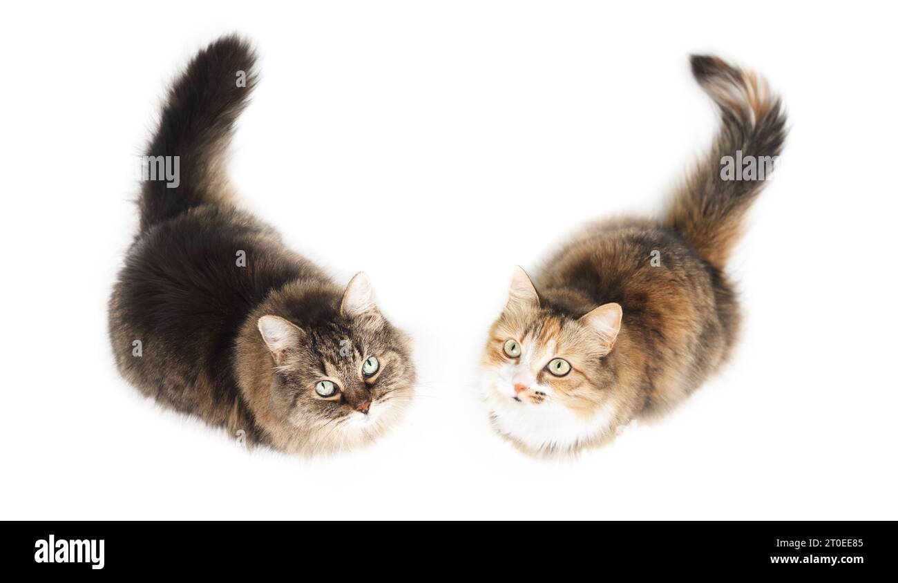 High angle portrait cat Cut Out Stock Images & Pictures - Alamy