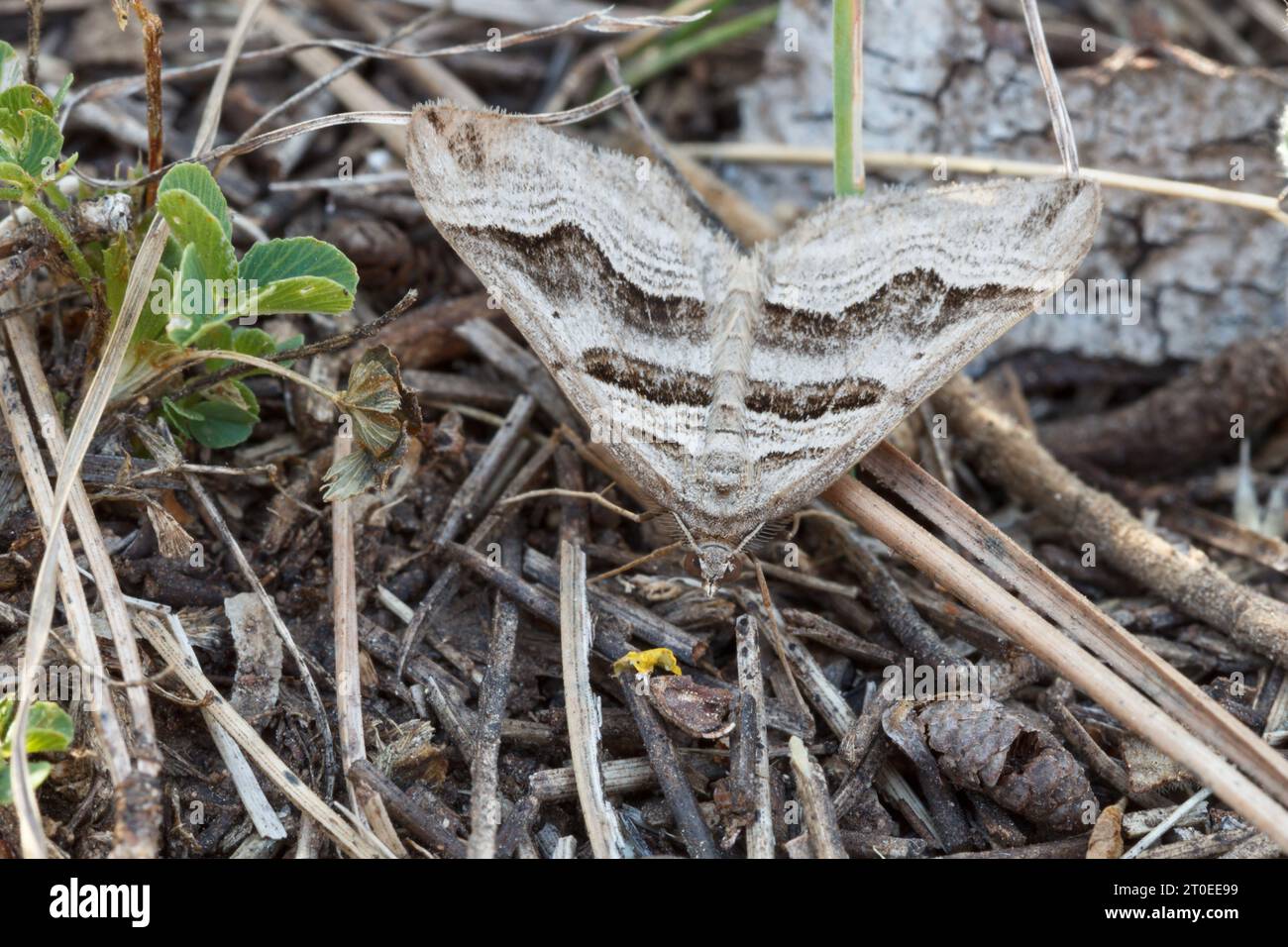 Fauna of spain hi-res stock photography and images - Alamy