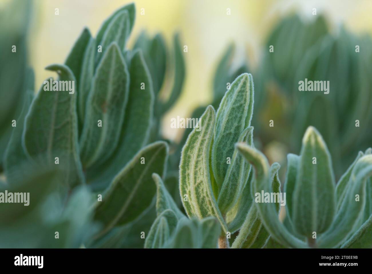 Composition of different shades of green with leaf cups of cistus plant ...