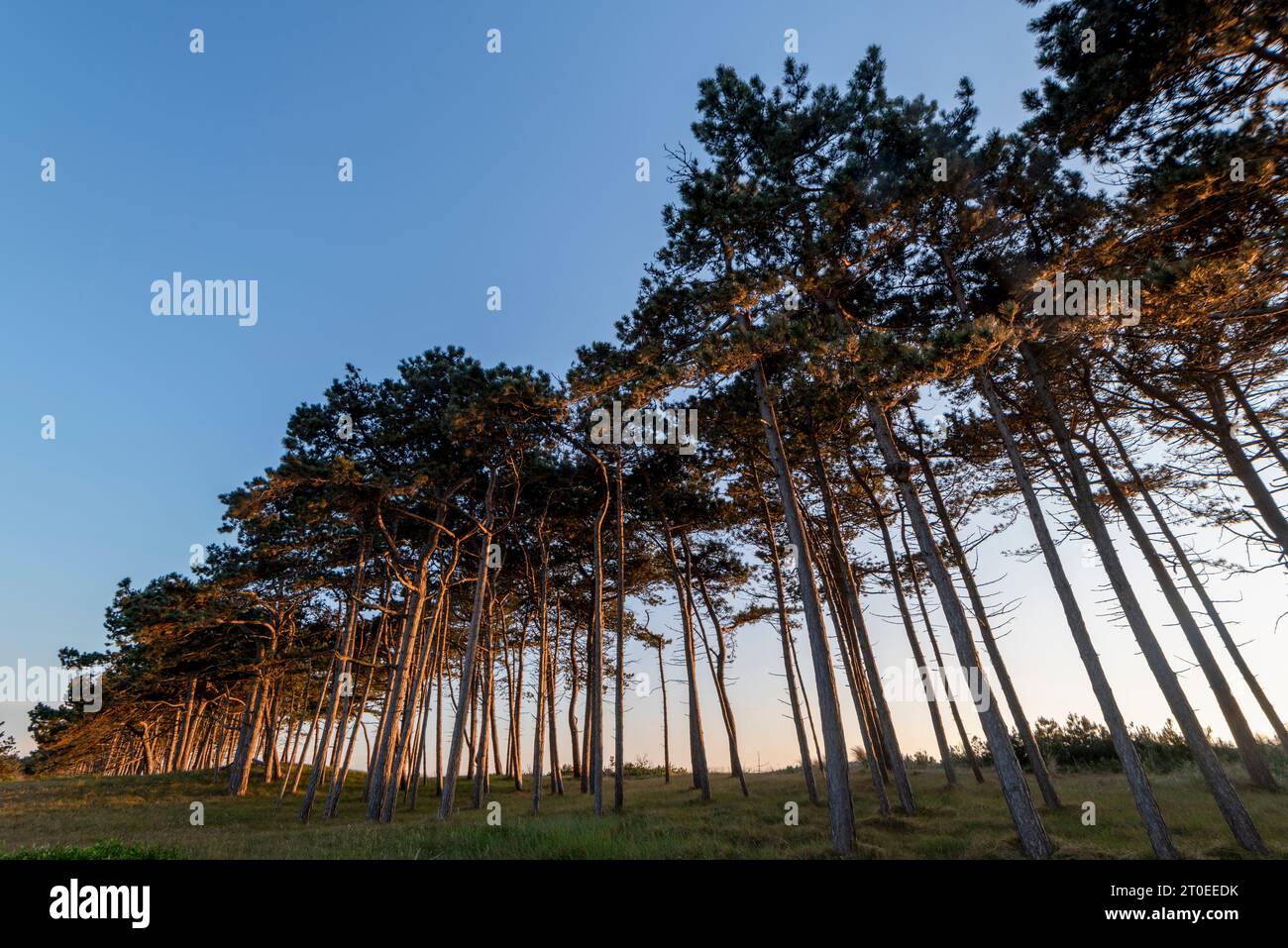 Pines at the Baltic Sea, Core Zone National Park Vorpommersche ...