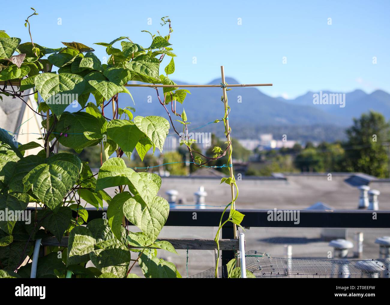 Pole beans growing on trellis in roof garden with mountain scenery and ...