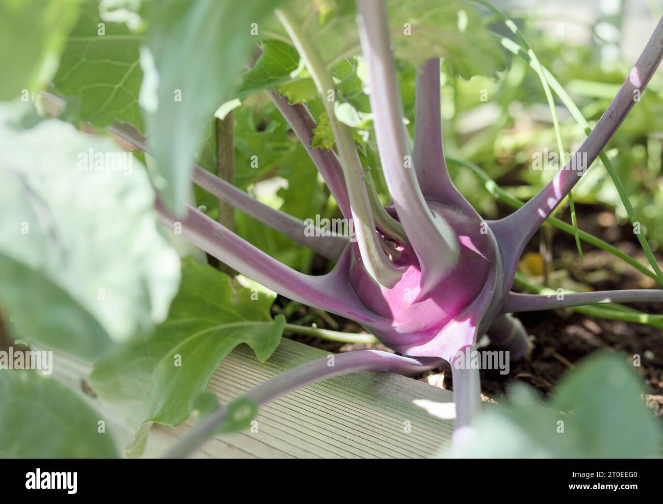 Purple kohlrabi growing in raised garden bed. Close up of purple vienna ...