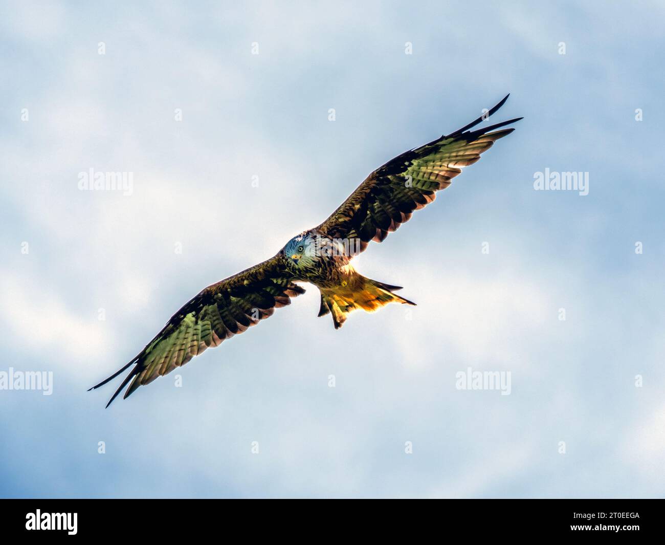 Bird with forked tail hi-res stock photography and images - Alamy