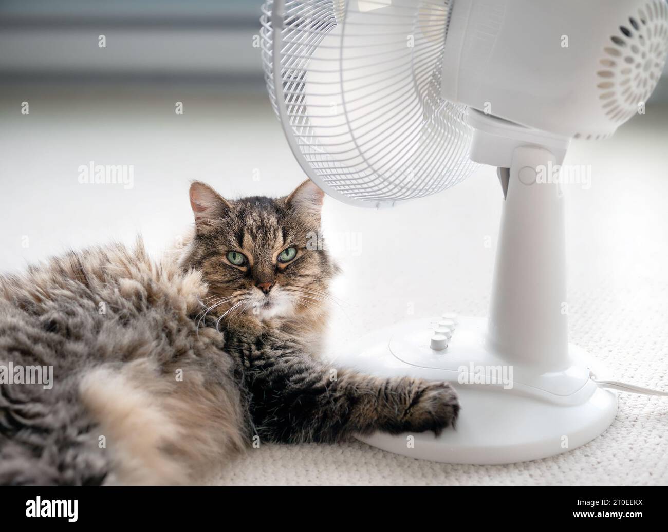 Fan in front of face hi-res stock photography and images - Alamy