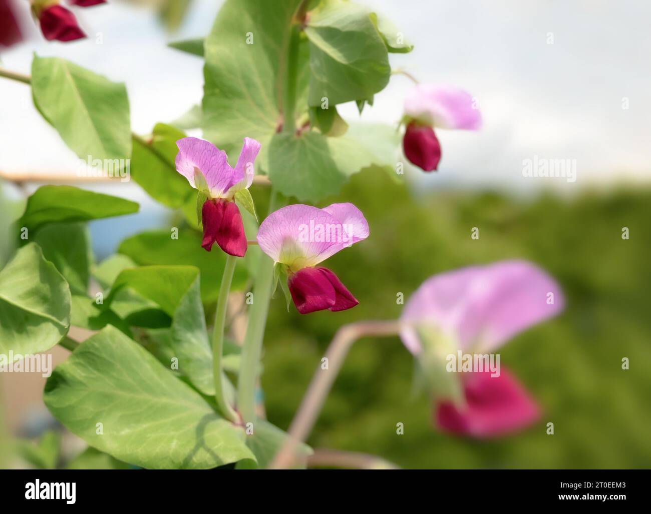 Purple pea blossom growing on roof garden. Close up of heirloom Snow ...