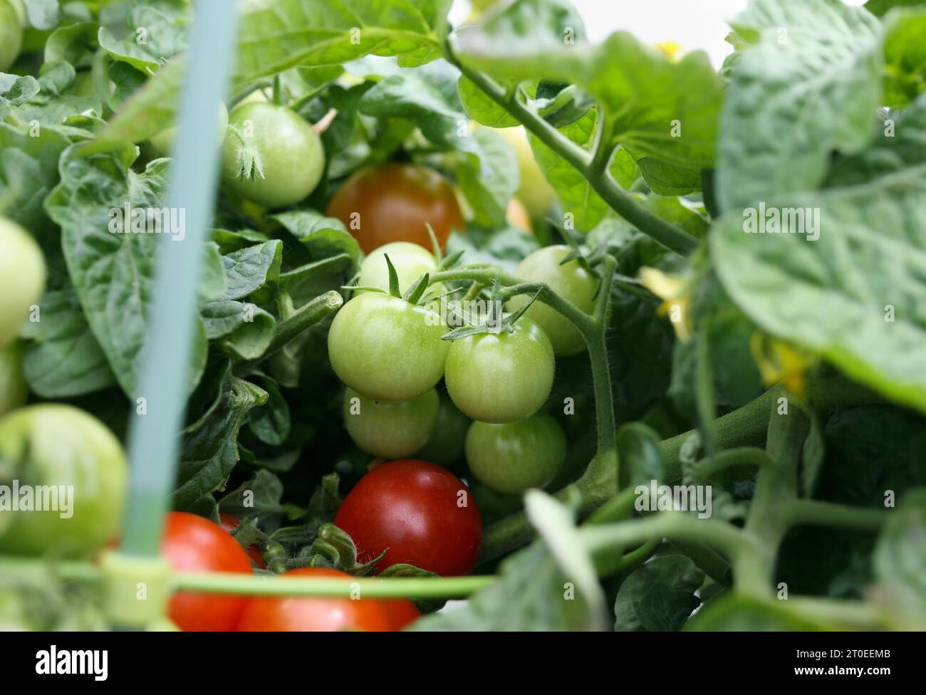 Multiple clusters of small hi-res stock photography and images - Alamy