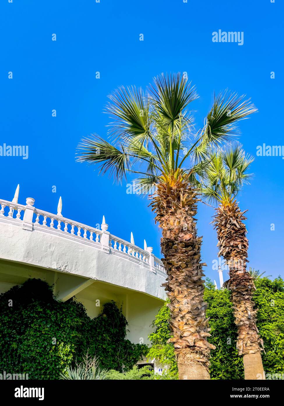 Palm trees selcuk hi-res stock photography and images - Alamy