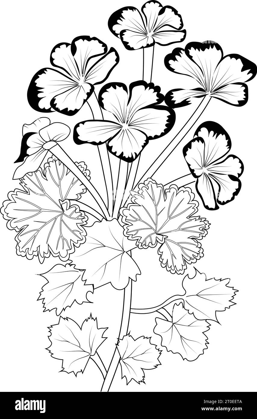 Red Geranium Drawing