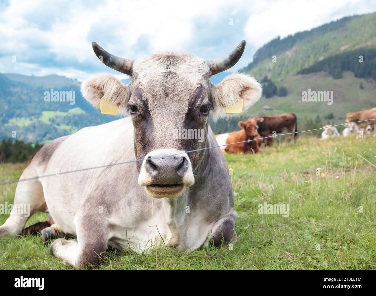 Grey swiss cattle hi-res stock photography and images - Alamy