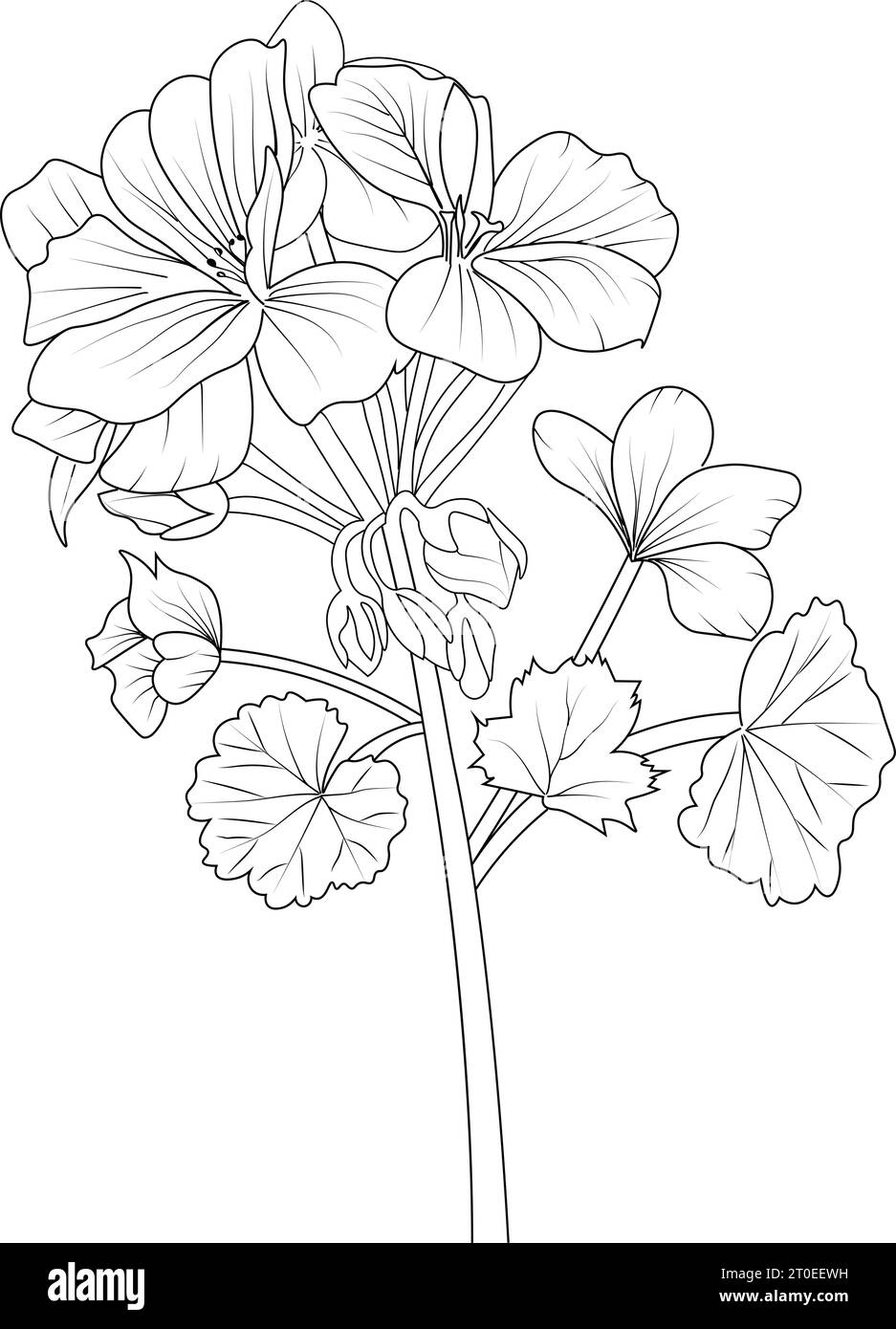 Drawings illustration Stock Vector Images - Alamy