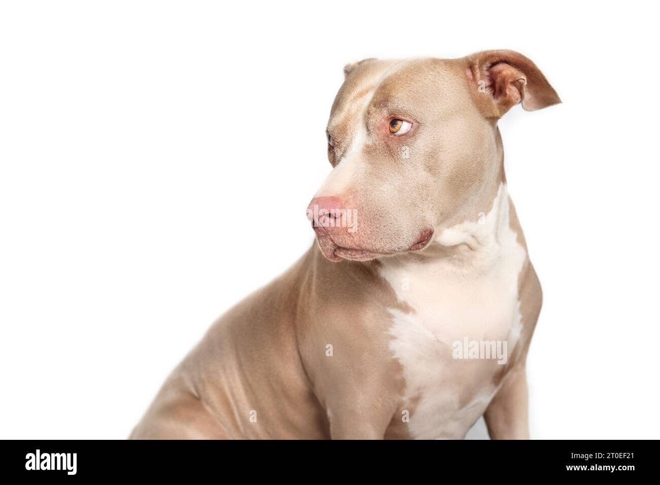Dog body language hi-res stock photography and images - Alamy