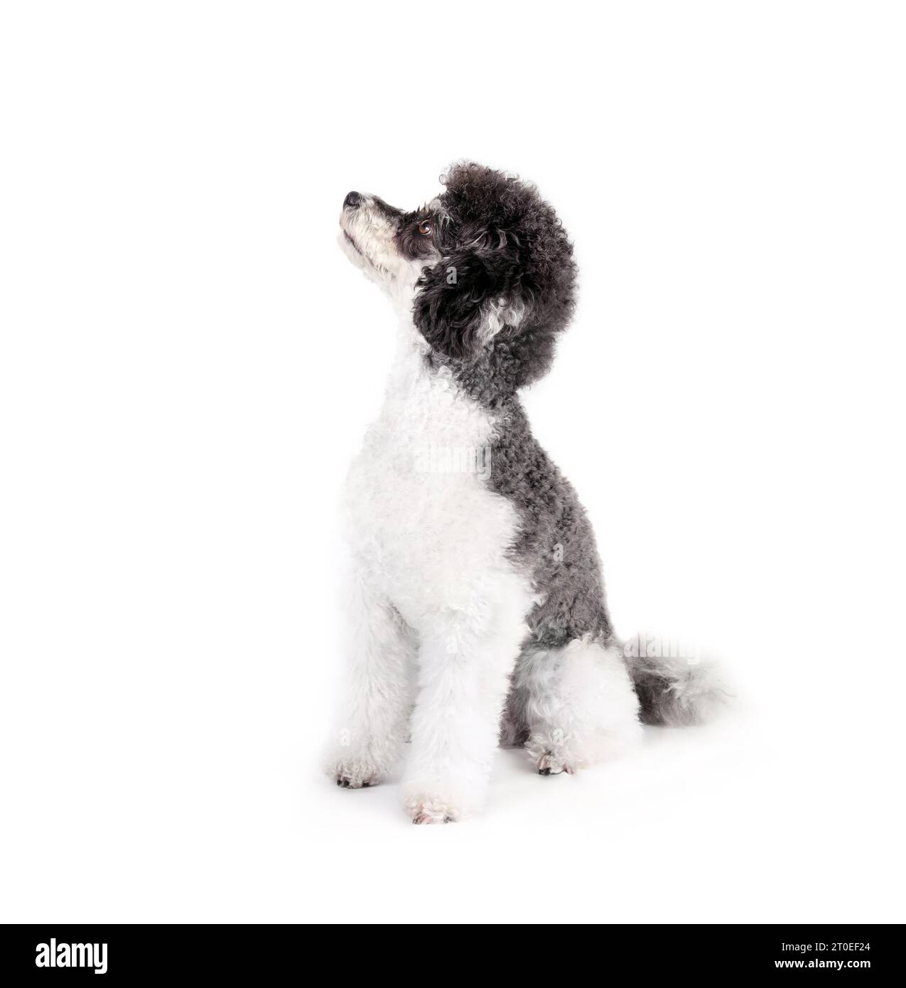 Cute dog with long ears Cut Out Stock Images & Pictures - Alamy