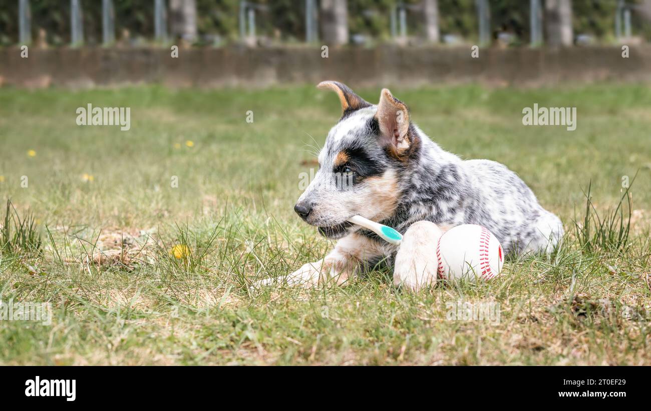 Puppy at play hi-res stock photography and images - Alamy