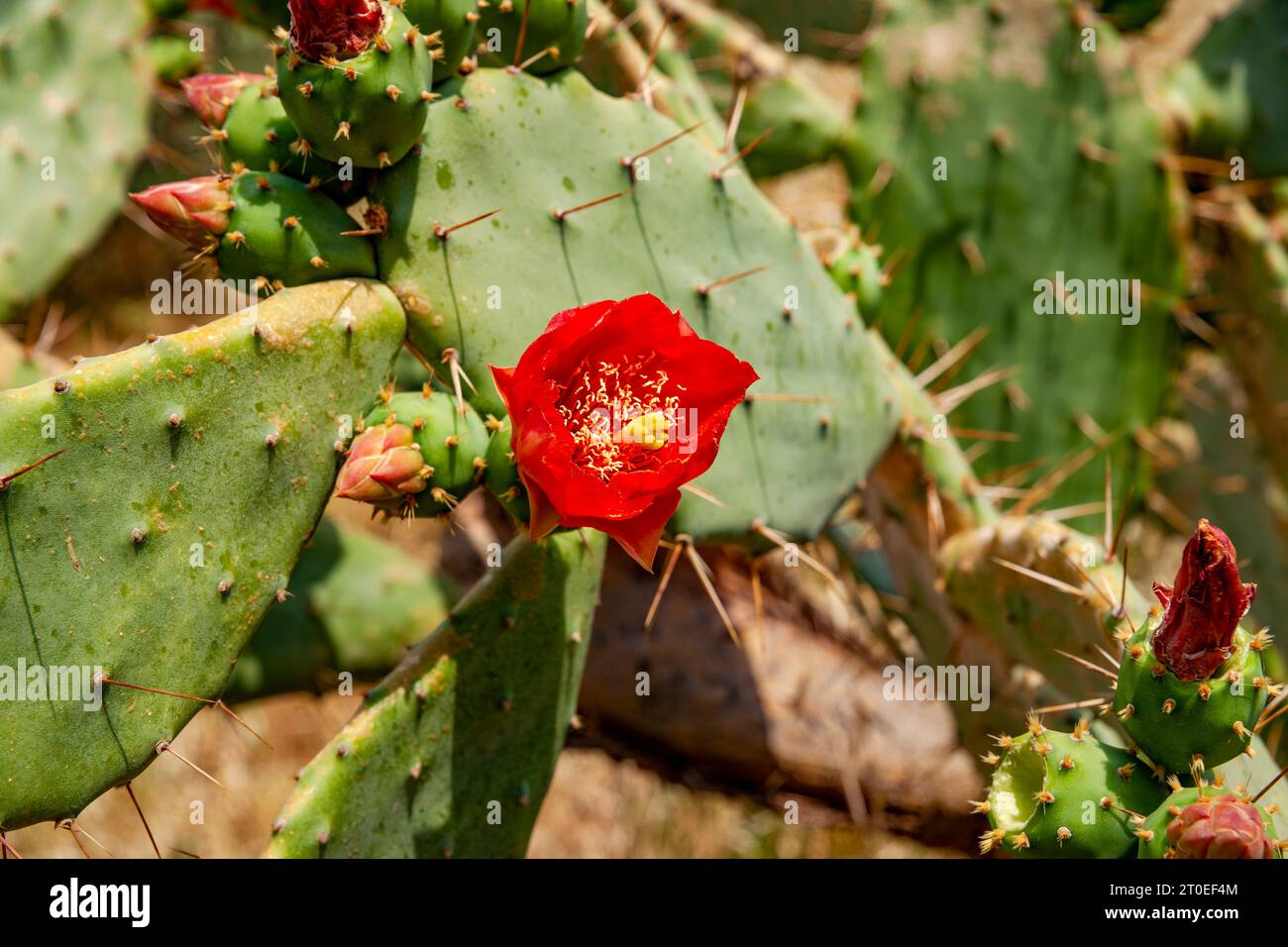 Flower of region hi-res stock photography and images - Alamy