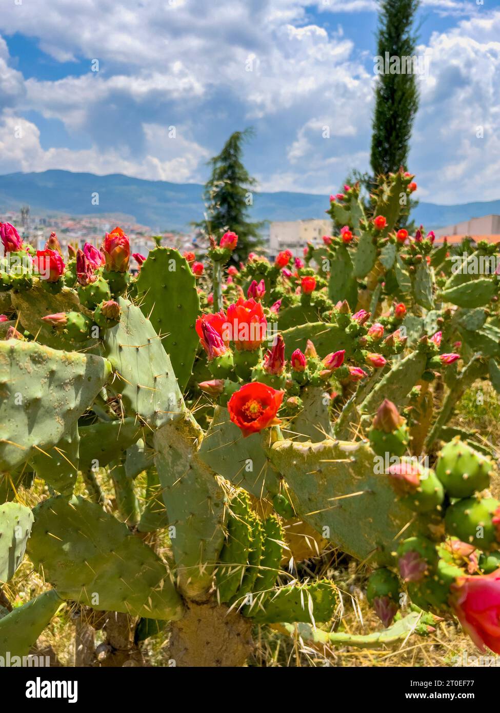 Ancient world cactus hi-res stock photography and images - Alamy