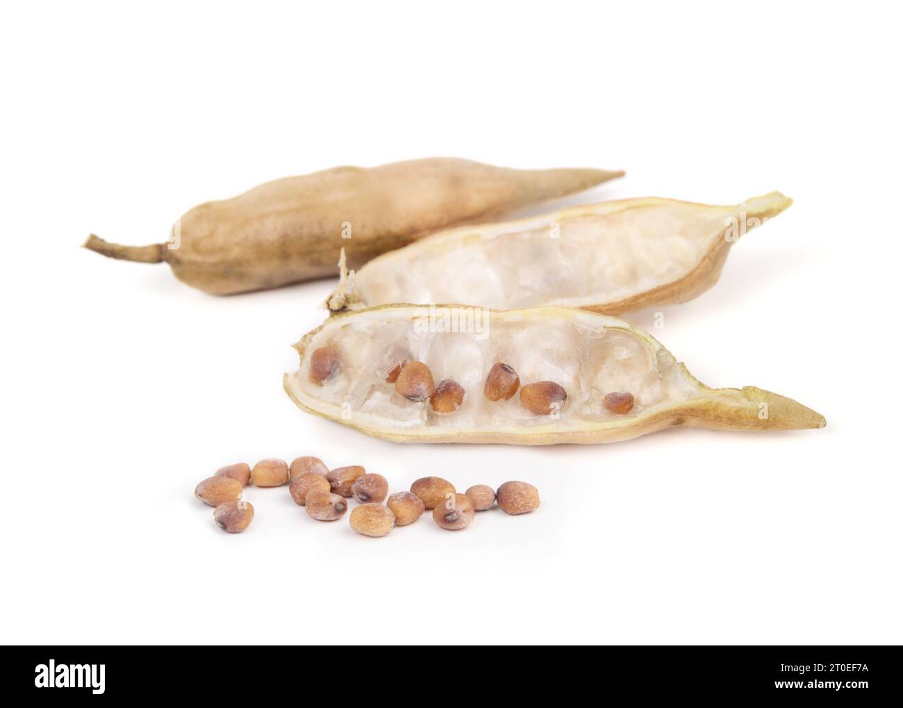 Dry radish seed pods with pile of seeds. Radish seed pod split open ...