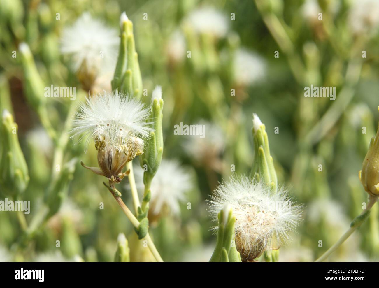 Lettuce blooming. White fluffy flowers with green seed pods on branch ...