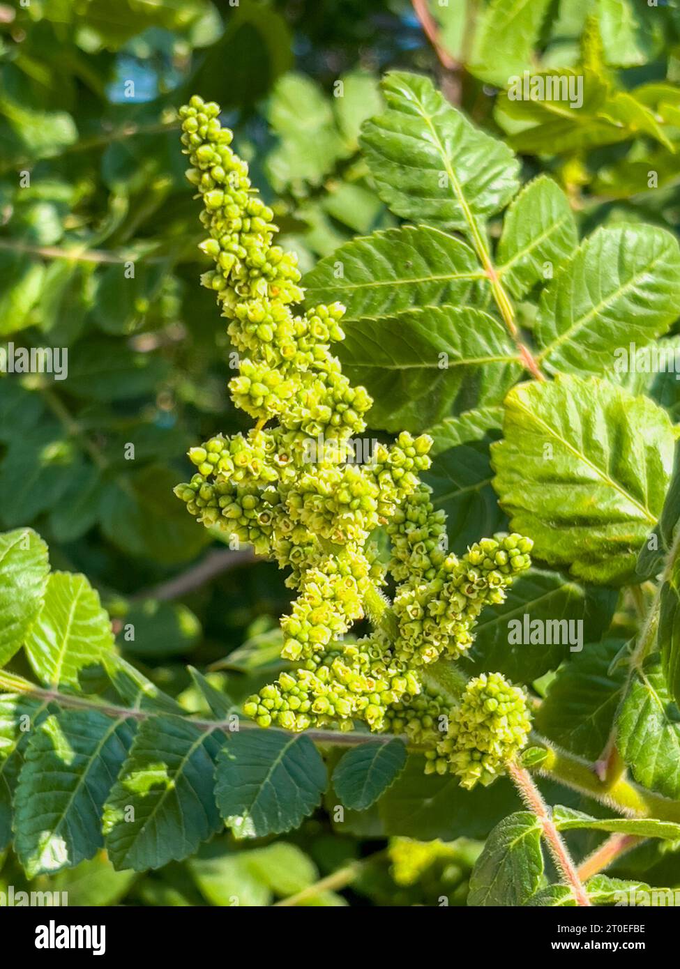 Sumac, rhus typhina, Turkey Stock Photo - Alamy