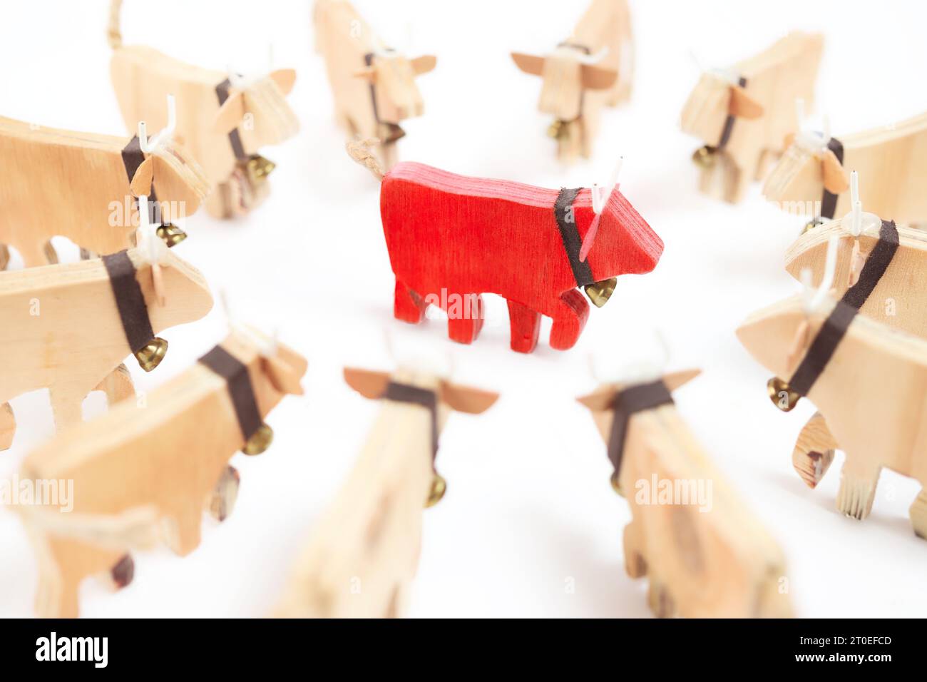 Red cow in a group of cows forming a circle. Concept for winning ...