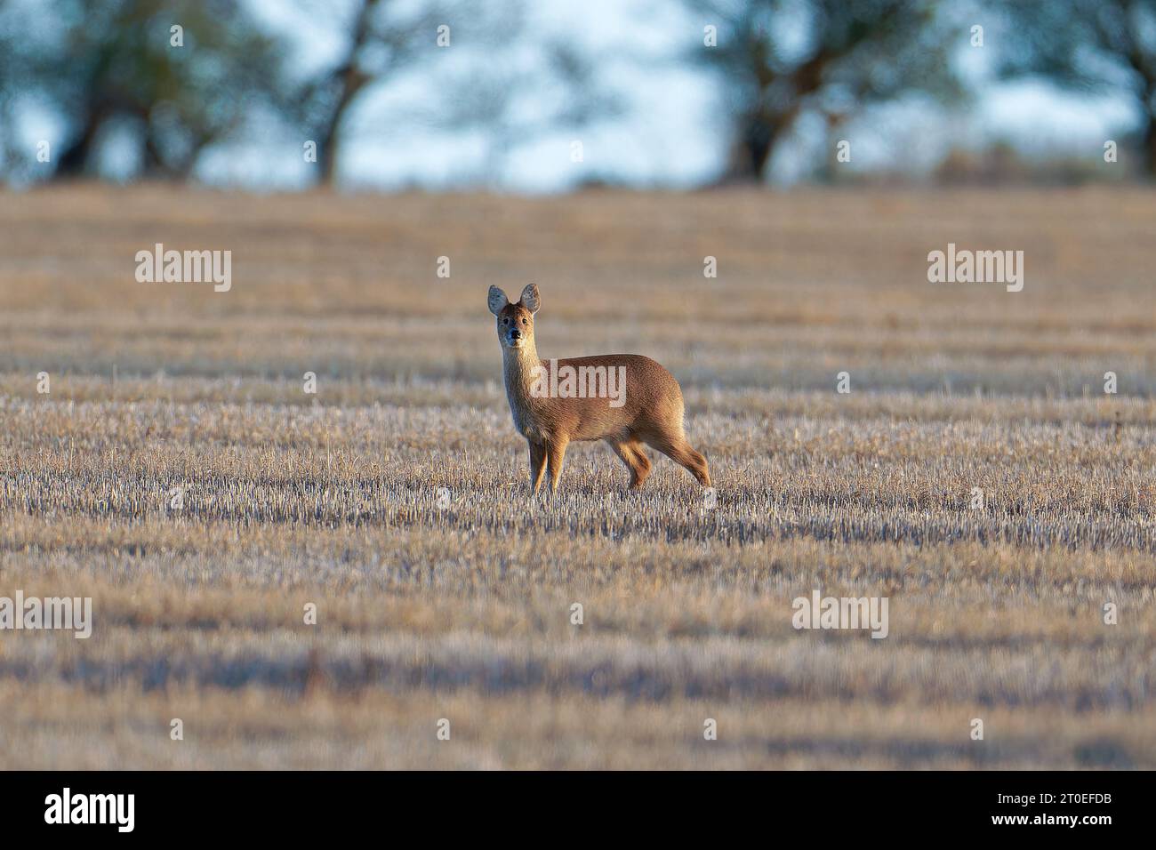 Chinese water deer -Hydropotes inermis Stock Photo - Alamy