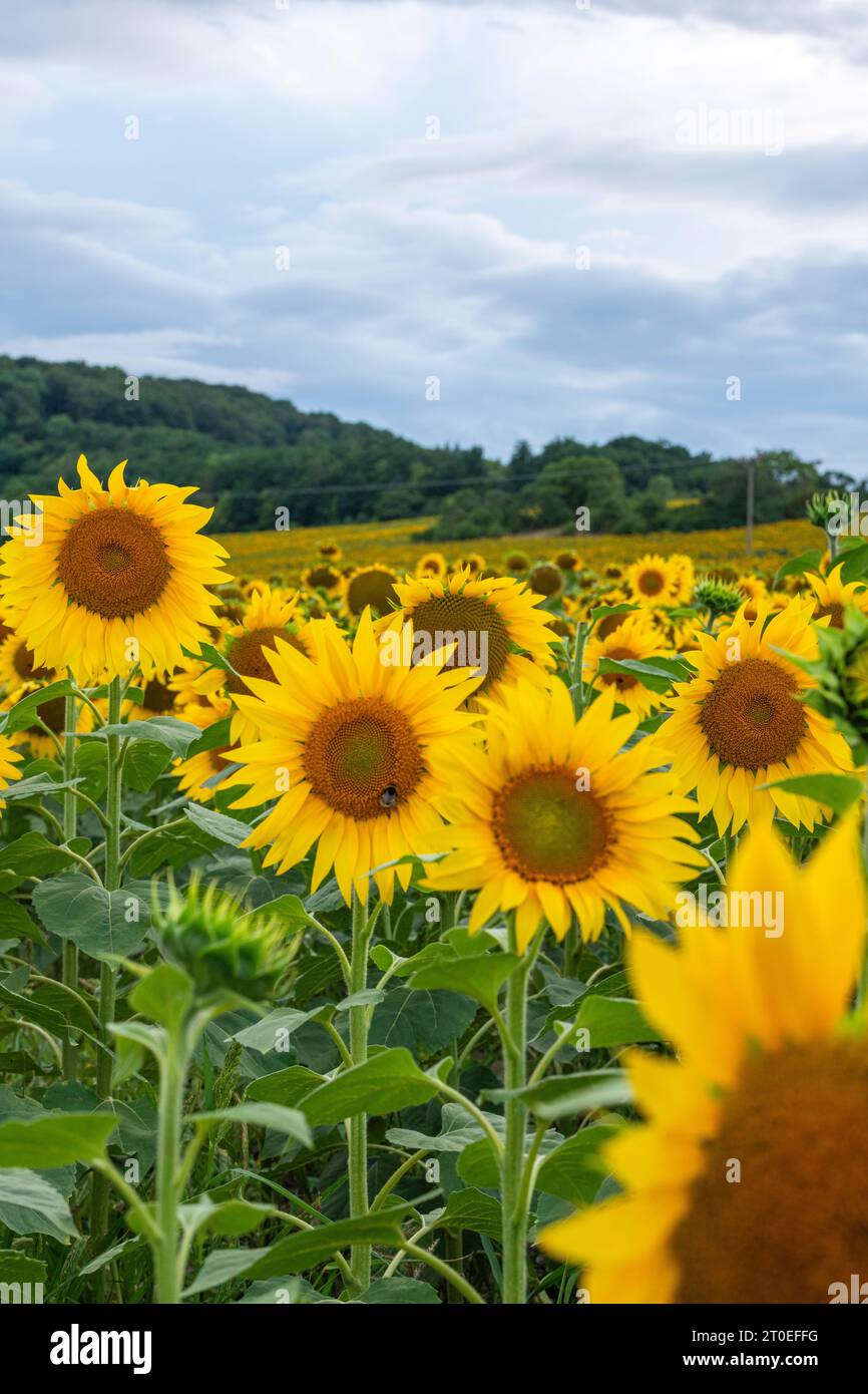 Field storm clouds hi-res stock photography and images - Alamy