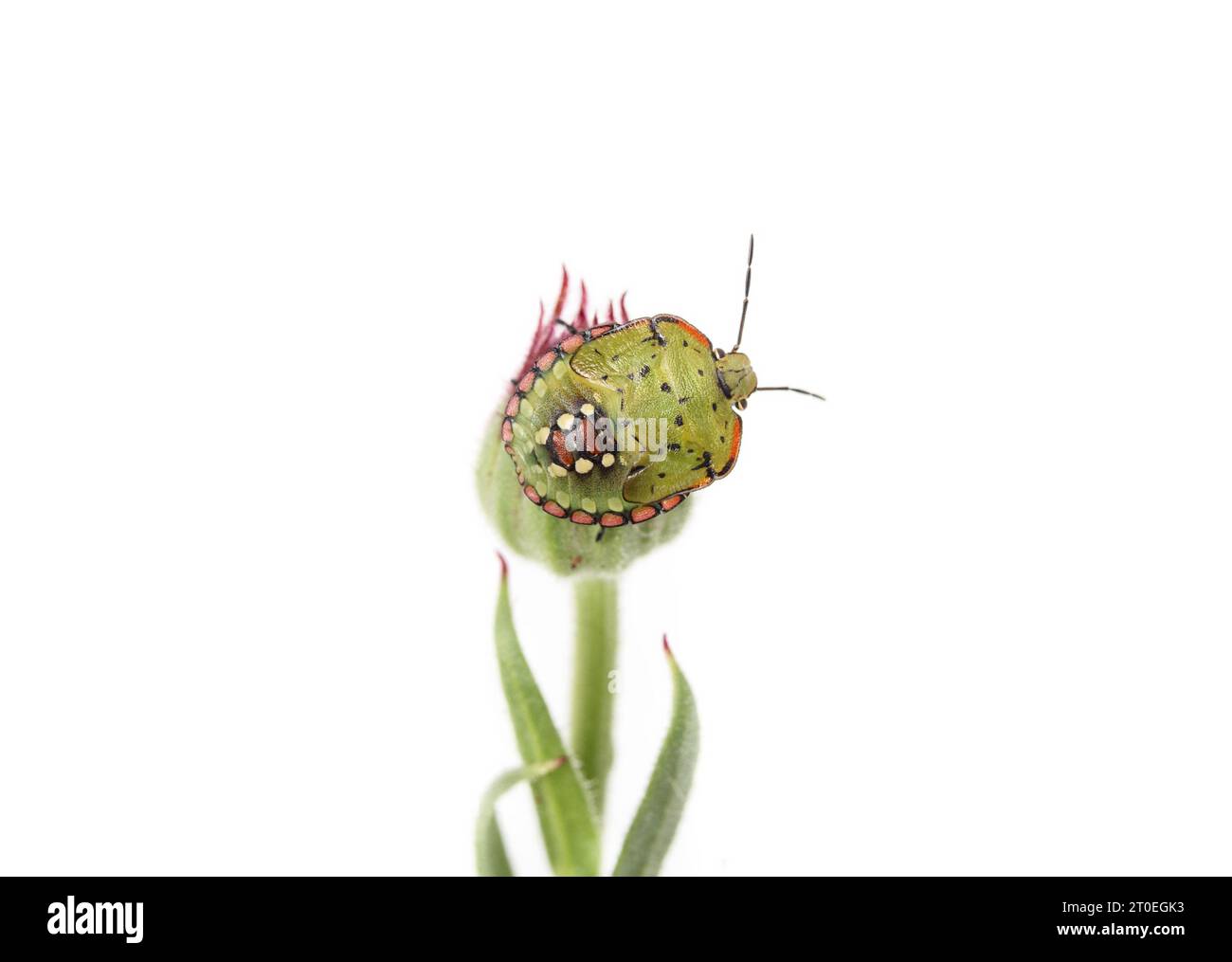 Southern green stink bug instar on calendula flower isolated. Known as ...