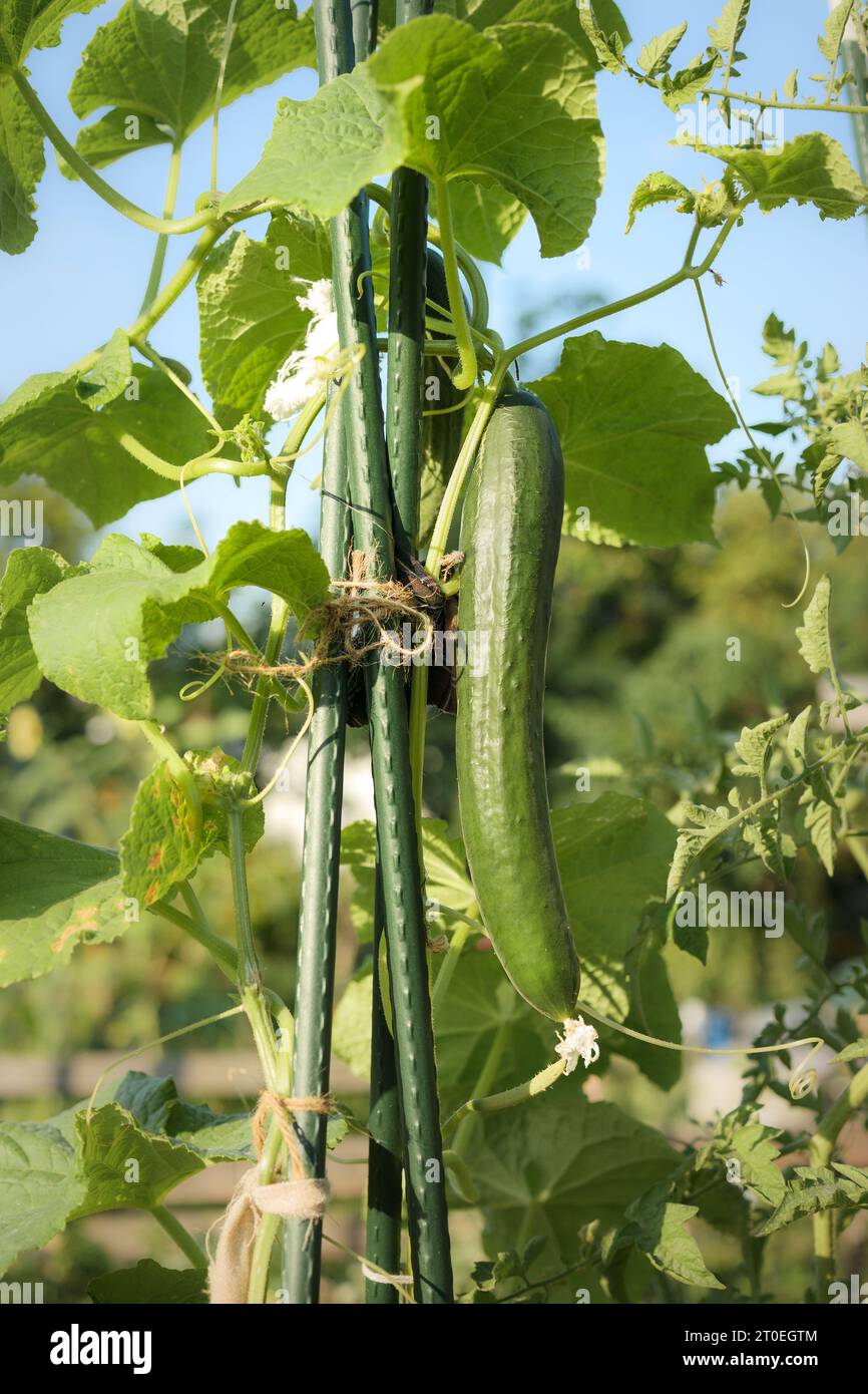 Mature cucumber hanging of plant in garden, early mornings. Long green ...