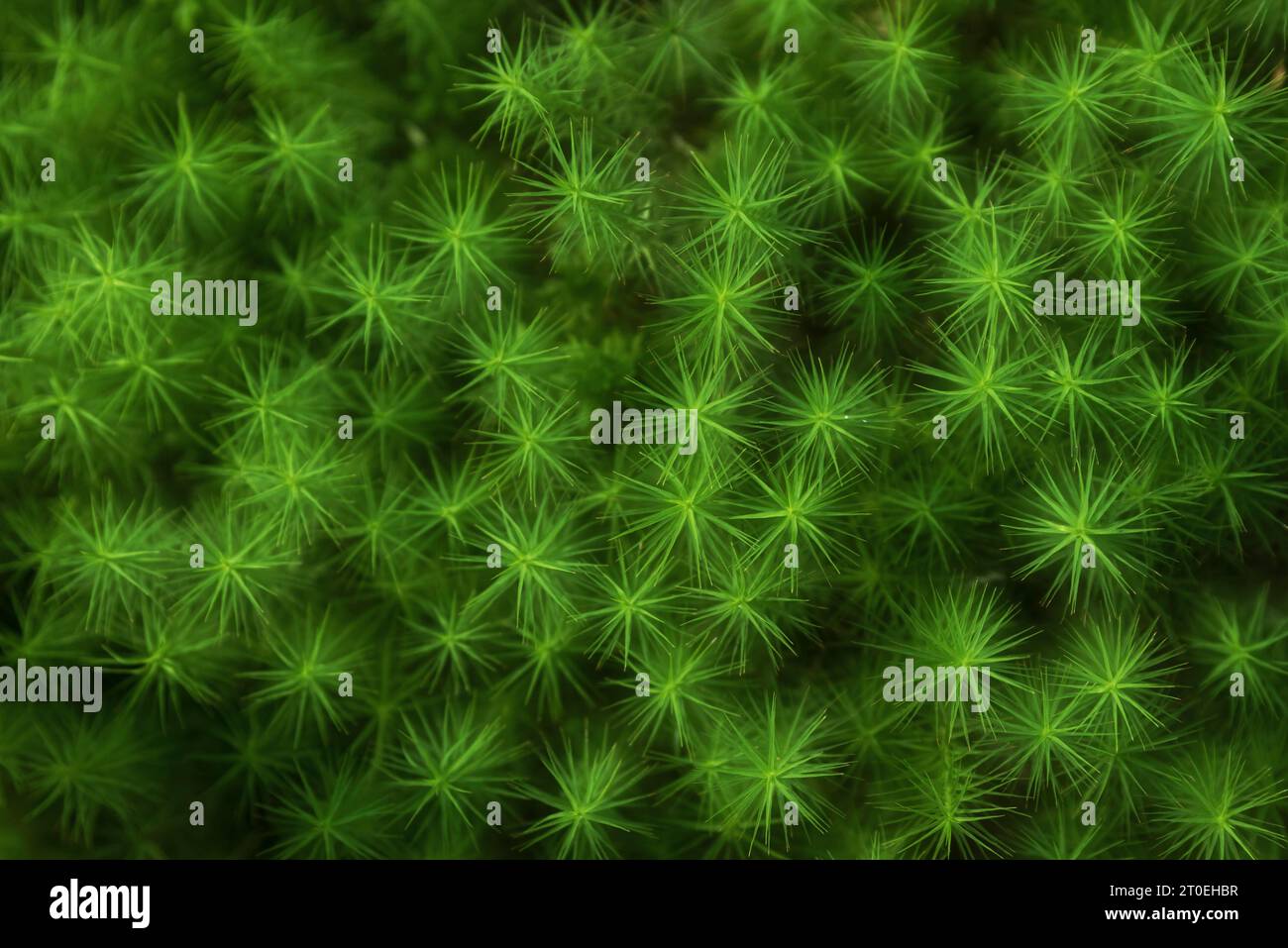 Bright green leaf stars of the widerton moss polytrichum hi-res stock ...