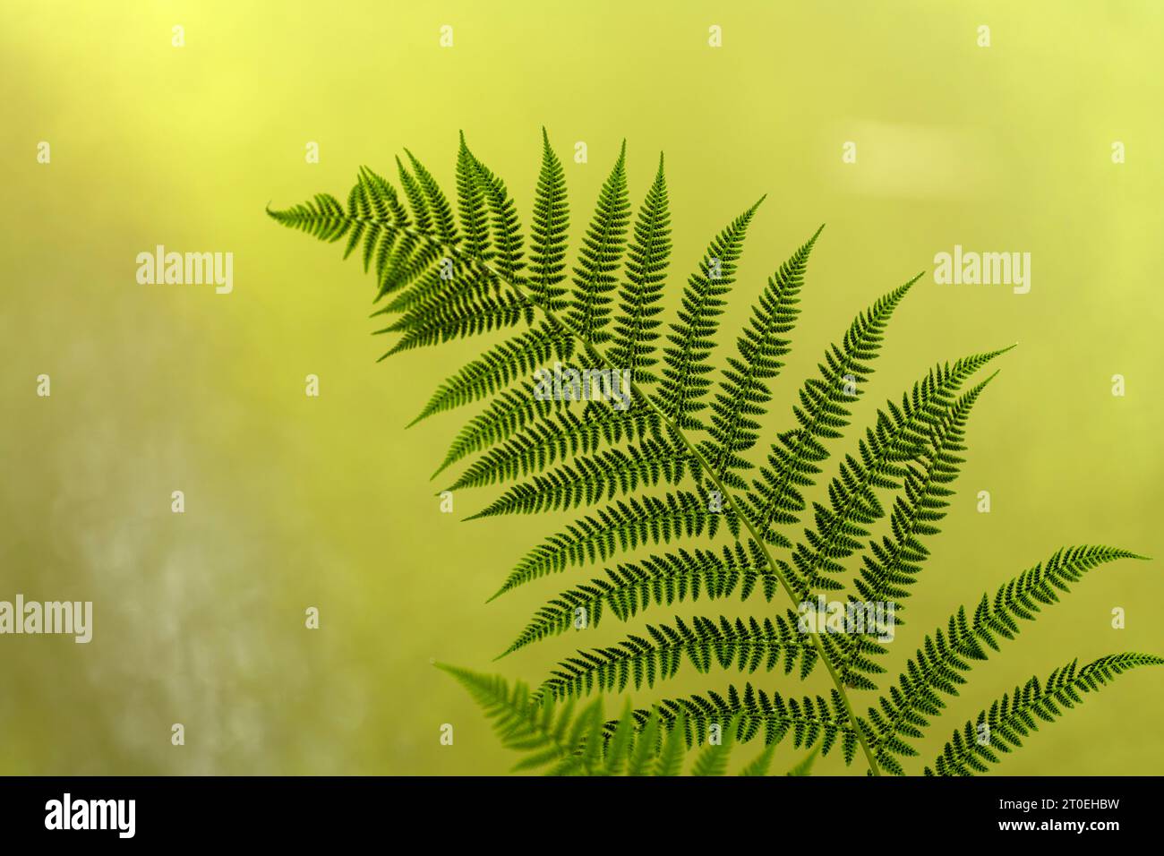 Pinnae with mature spores hi-res stock photography and images - Alamy