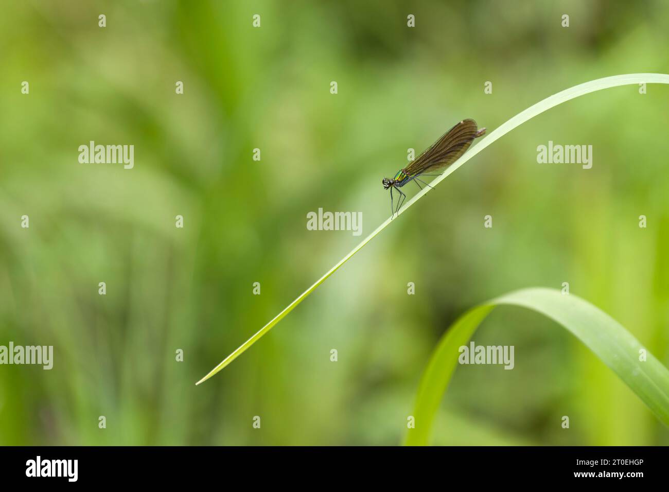 Banded damselfly (Calopteryx splendens, female) on a blade of grass, Pfälzerwald Nature Park ...