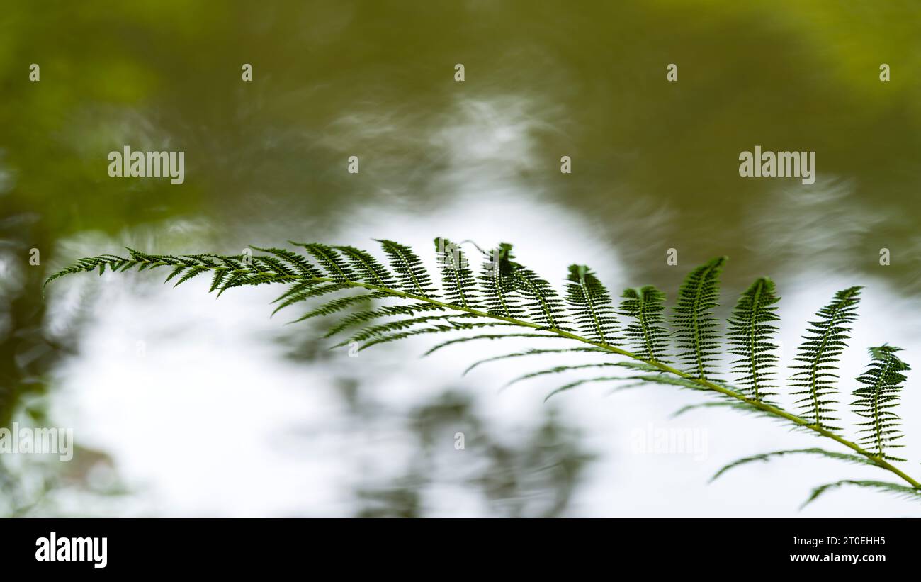 Fern frond above the water surface of a lake, Pfälzerwald Nature Park ...