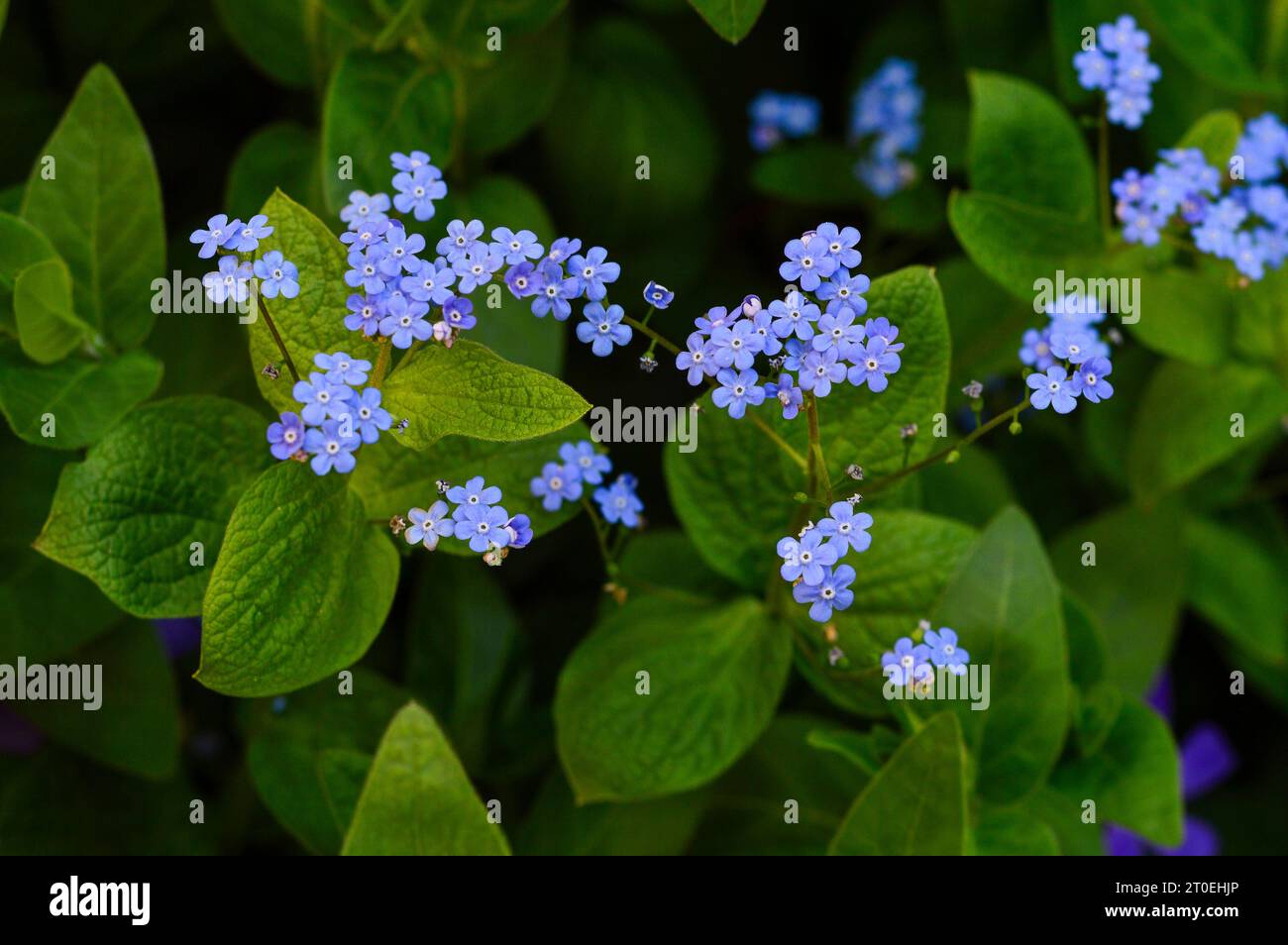 Sylvatica scorpioides hi-res stock photography and images - Alamy
