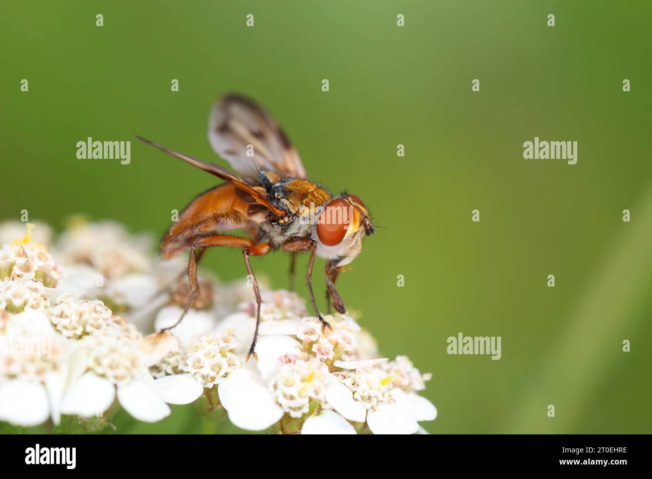 Broad-winged tachina fly (Ectophasia crassipennis) on yarrow (Achillea ...