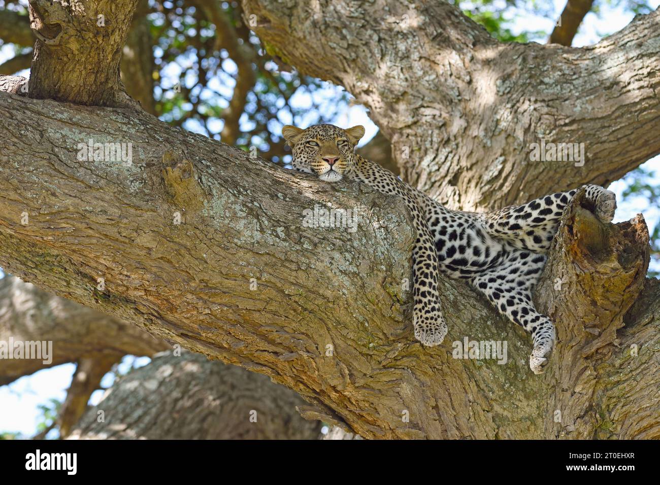 Resting leopard (Panthera pardus) in an acacia tree in the savannah of the Serengeti National ...