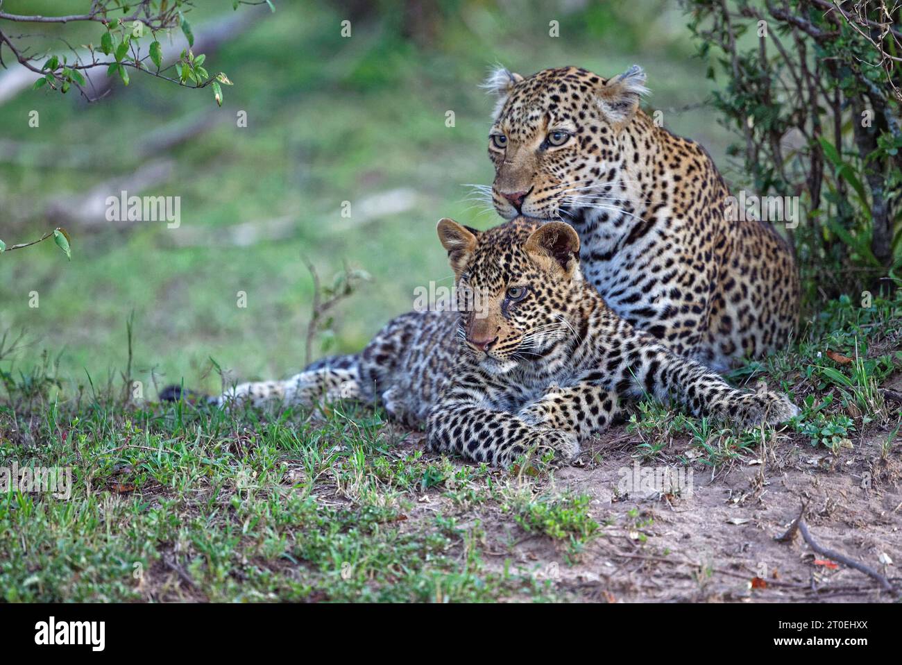 Leopardess with nearly grown cub (Panthera pardus) in the savannah of the Massai Mara Game ...