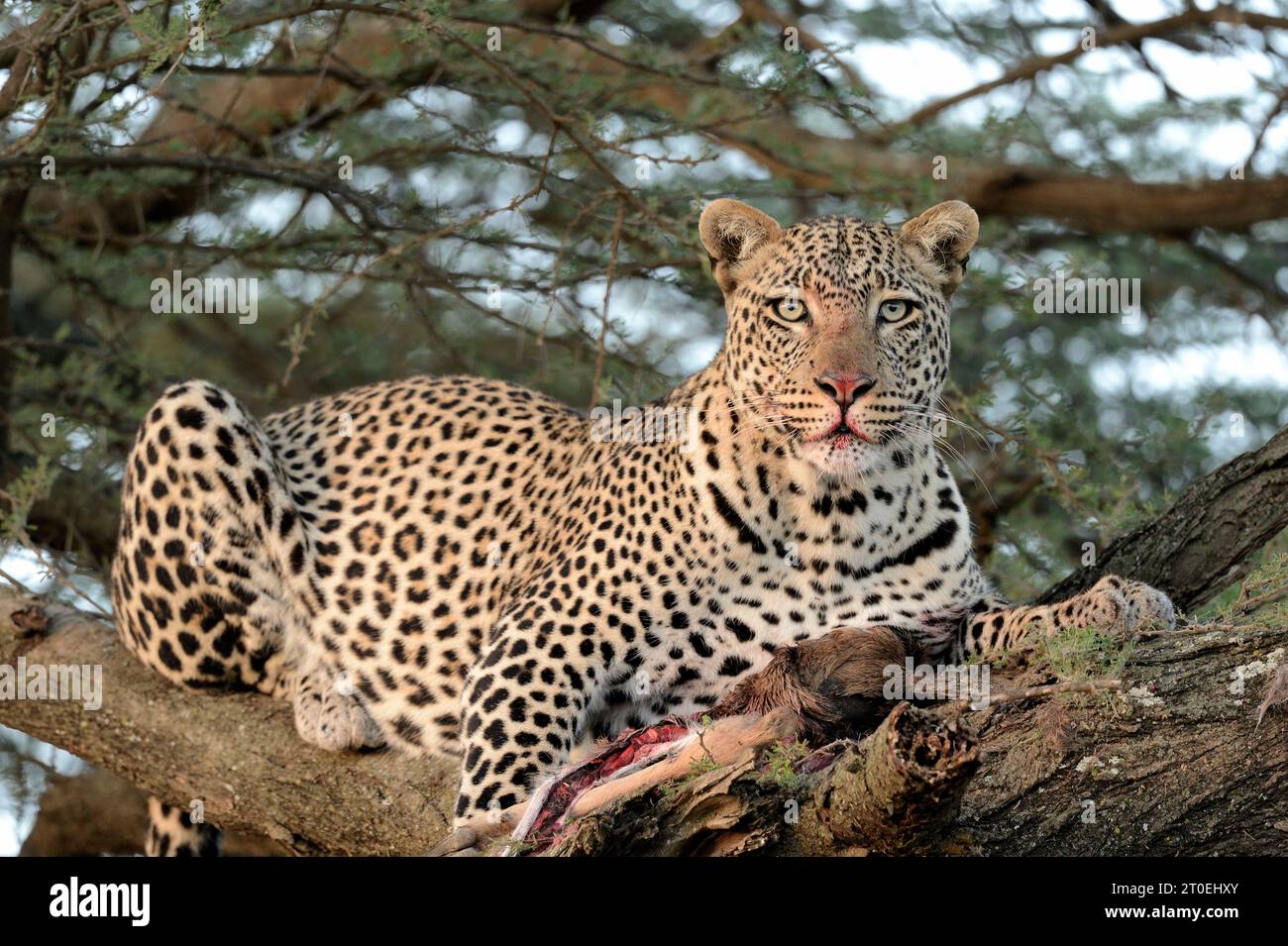 Leopard (Panthera pardus) with a kill in an acacia tree in the savannah ...