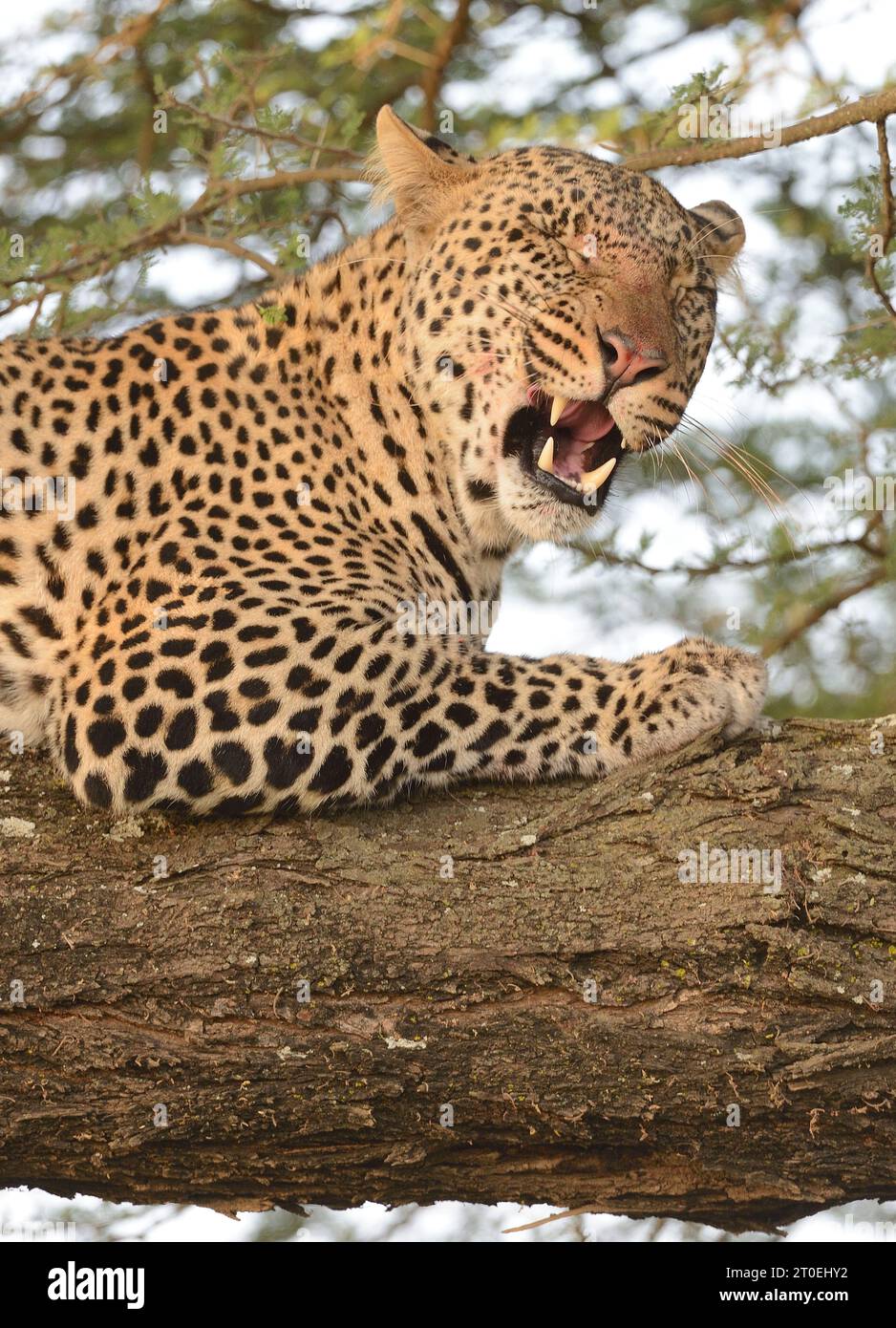 Tired leopard (Panthera pardus) in an acacia tree in the savanna ...