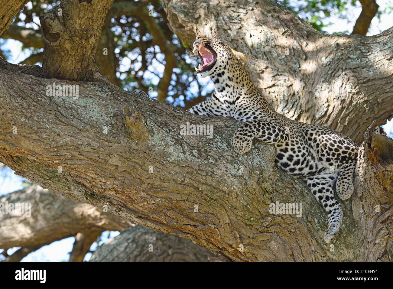 Serengeti tanzania leopard tree hi-res stock photography and images - Alamy