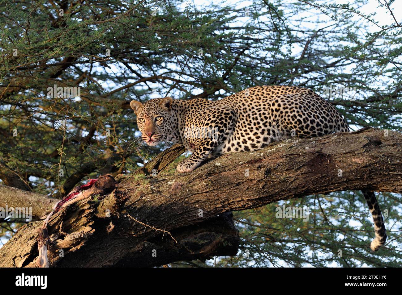 Leopard (Panthera pardus) with a kill in an acacia tree in the savannah ...