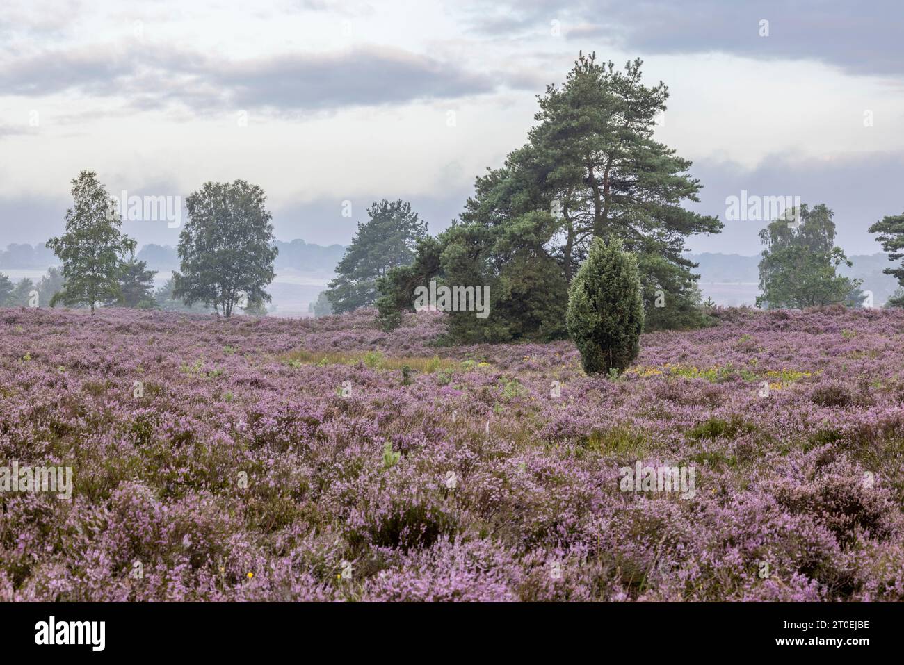 The Behringen heath landscape in the morning Stock Photo - Alamy